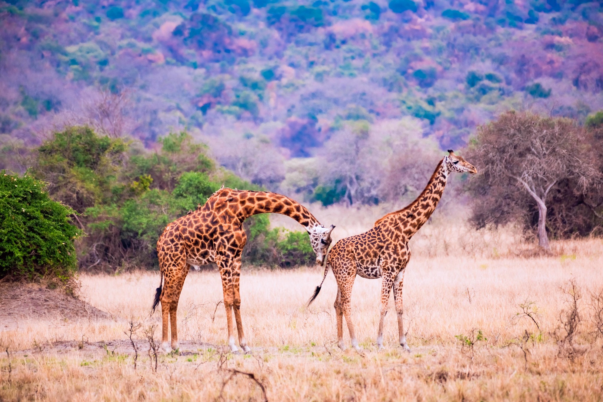 7 Days Best of Rwanda Wildlife Safari | Rwanda Safari Tour.