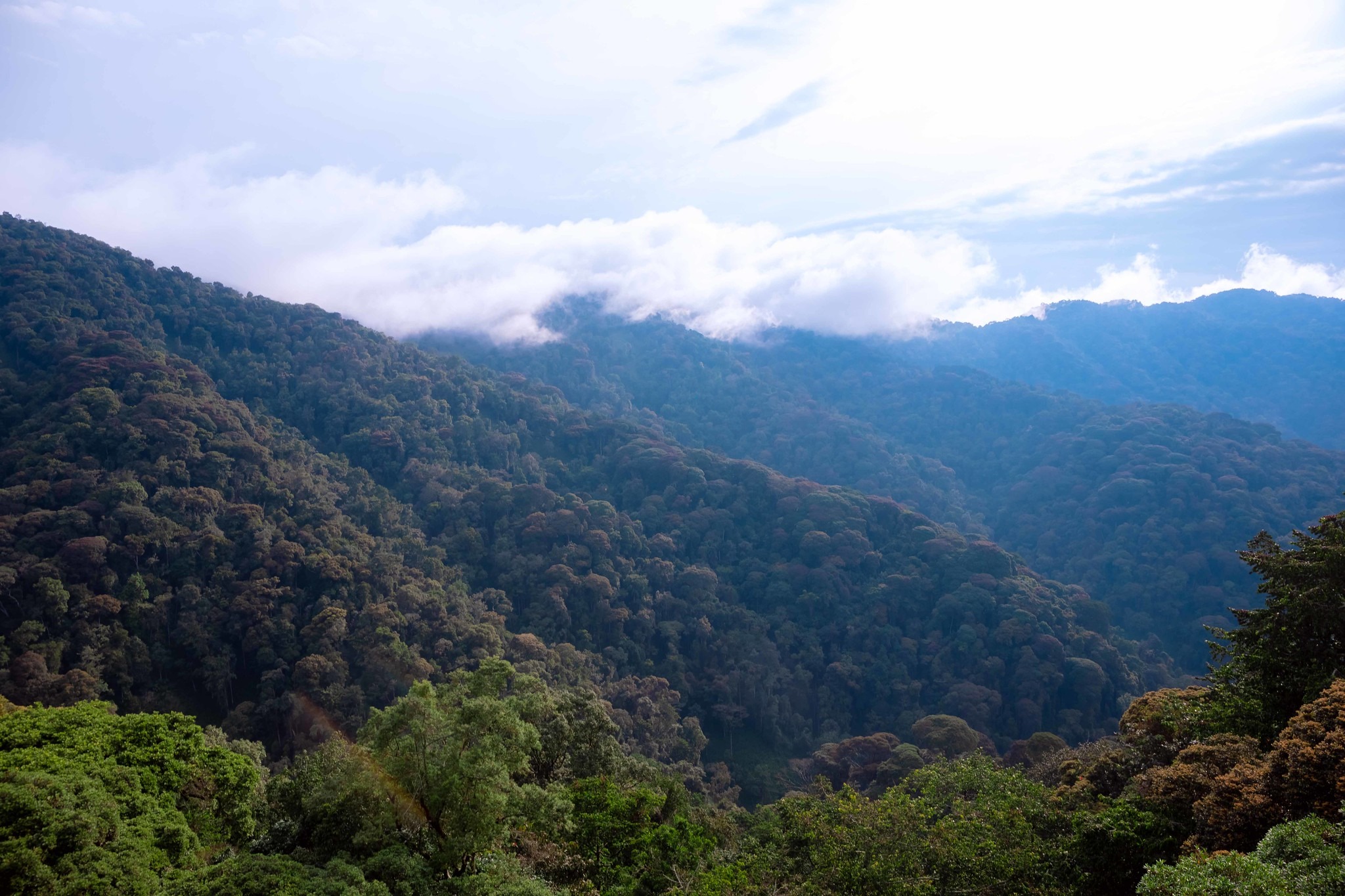 3 Days Nyungwe Forest National Park Safari | Rwanda Tour.