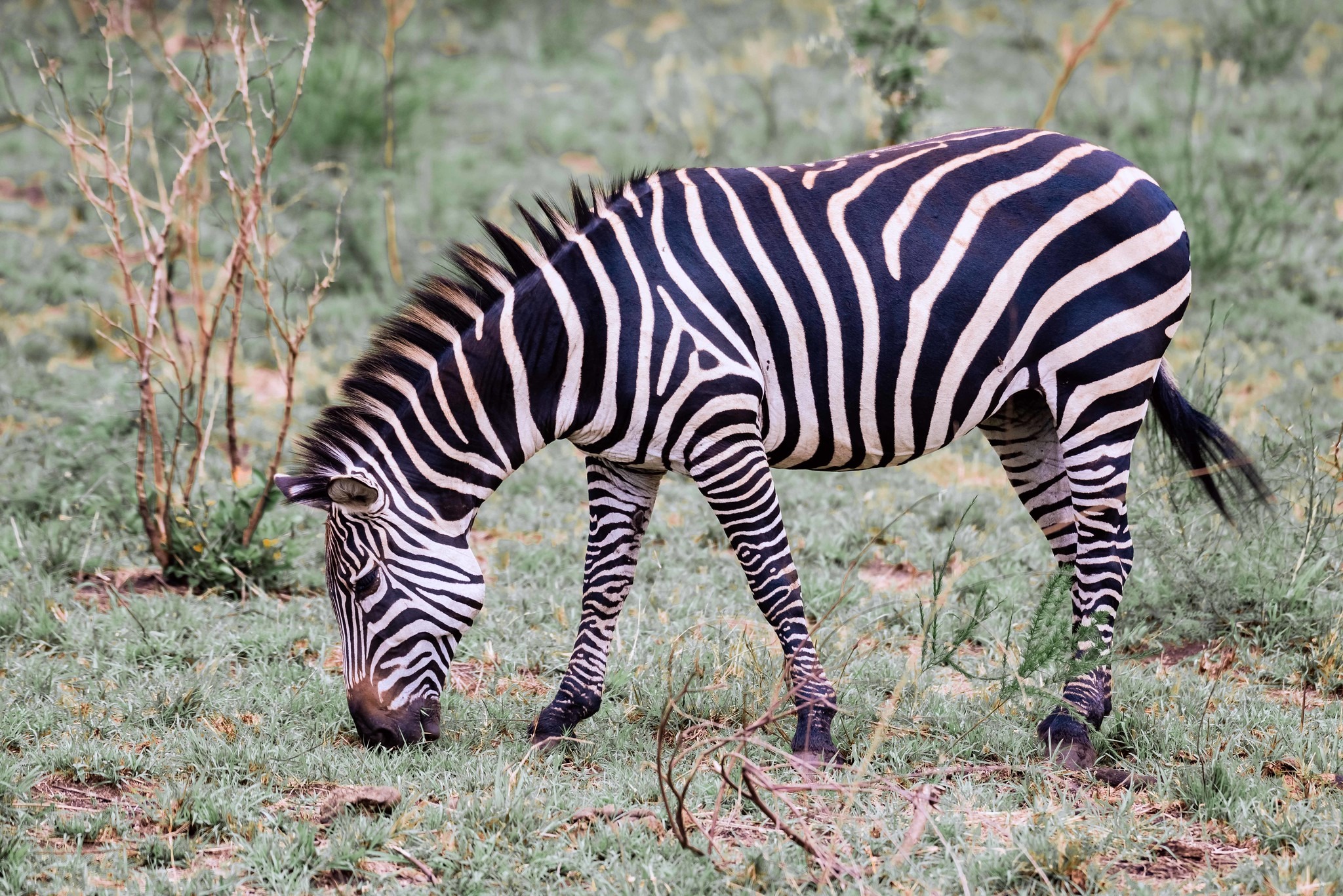 8 Days Best of Rwanda Wildlife Safari | Tour in Rwanda.